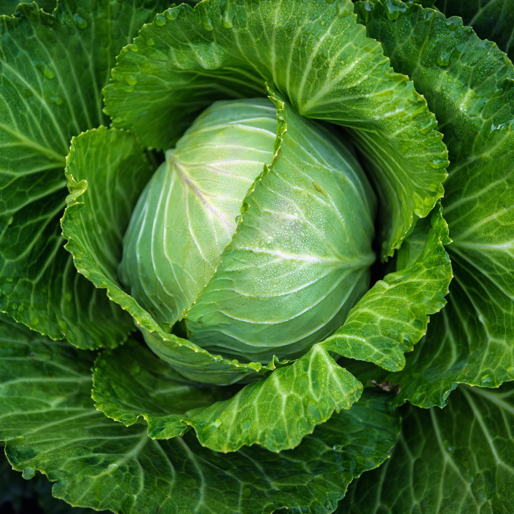 Sowing and Growing Cabbage – Wellies and WaxJackets