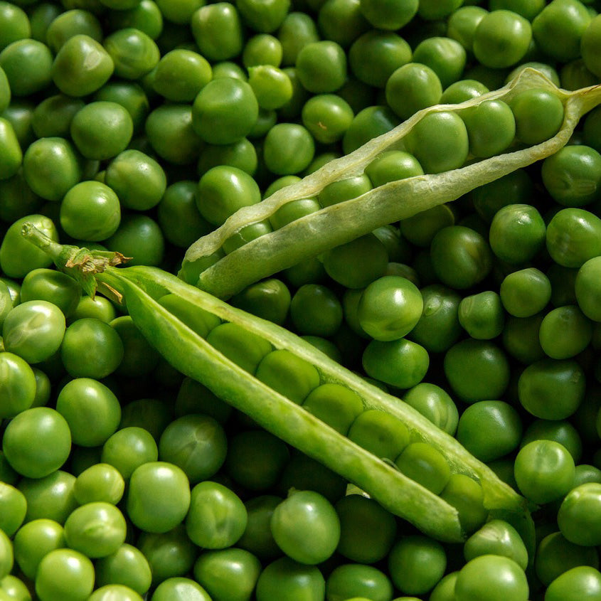 Sowing and Growing Peas – Wellies and WaxJackets